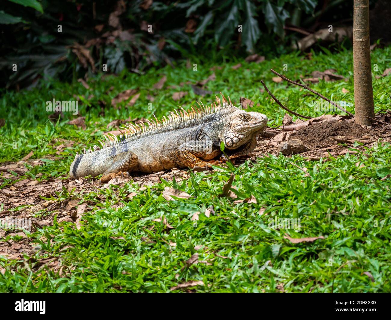 Green Iguana (Iguana Iguana) Large Herbivorous Lizard Staring on the ...