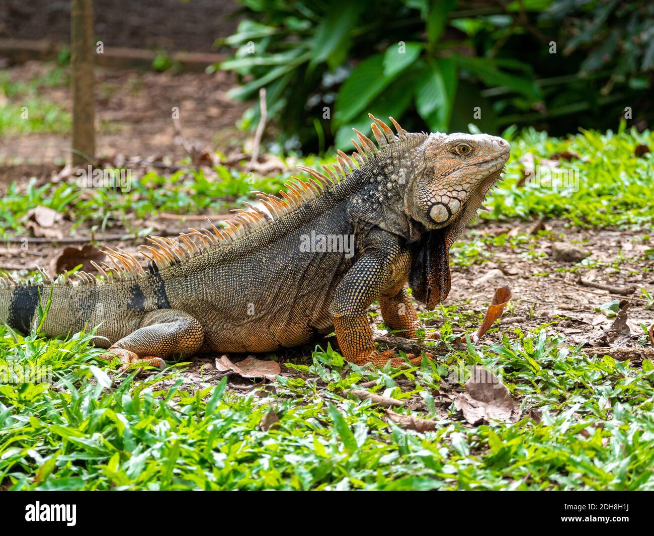 Green Iguana (Iguana Iguana) Large Herbivorous Lizard Staring on the ...