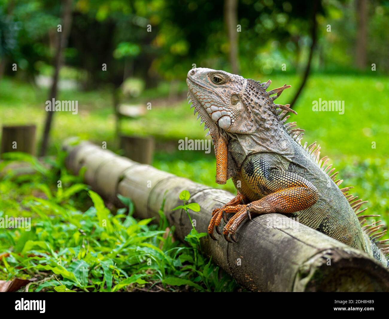 Green Iguana (Iguana Iguana) Large Herbivorous Lizard Standing on the ...