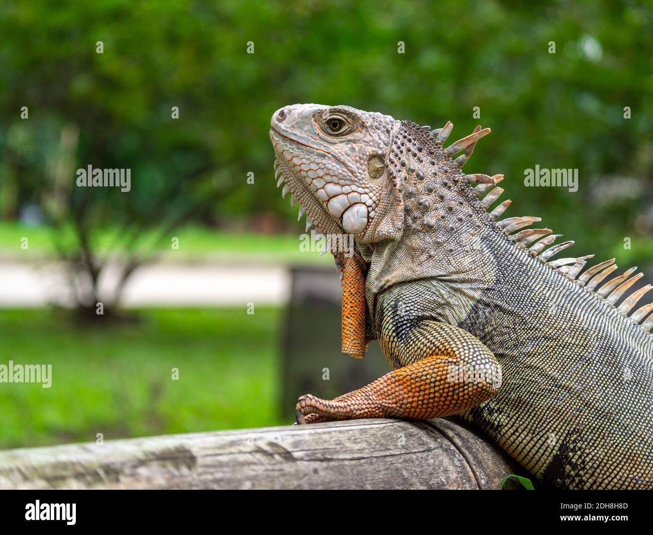 Green Iguana (Iguana Iguana) Large Herbivorous Lizard Standing on the ...