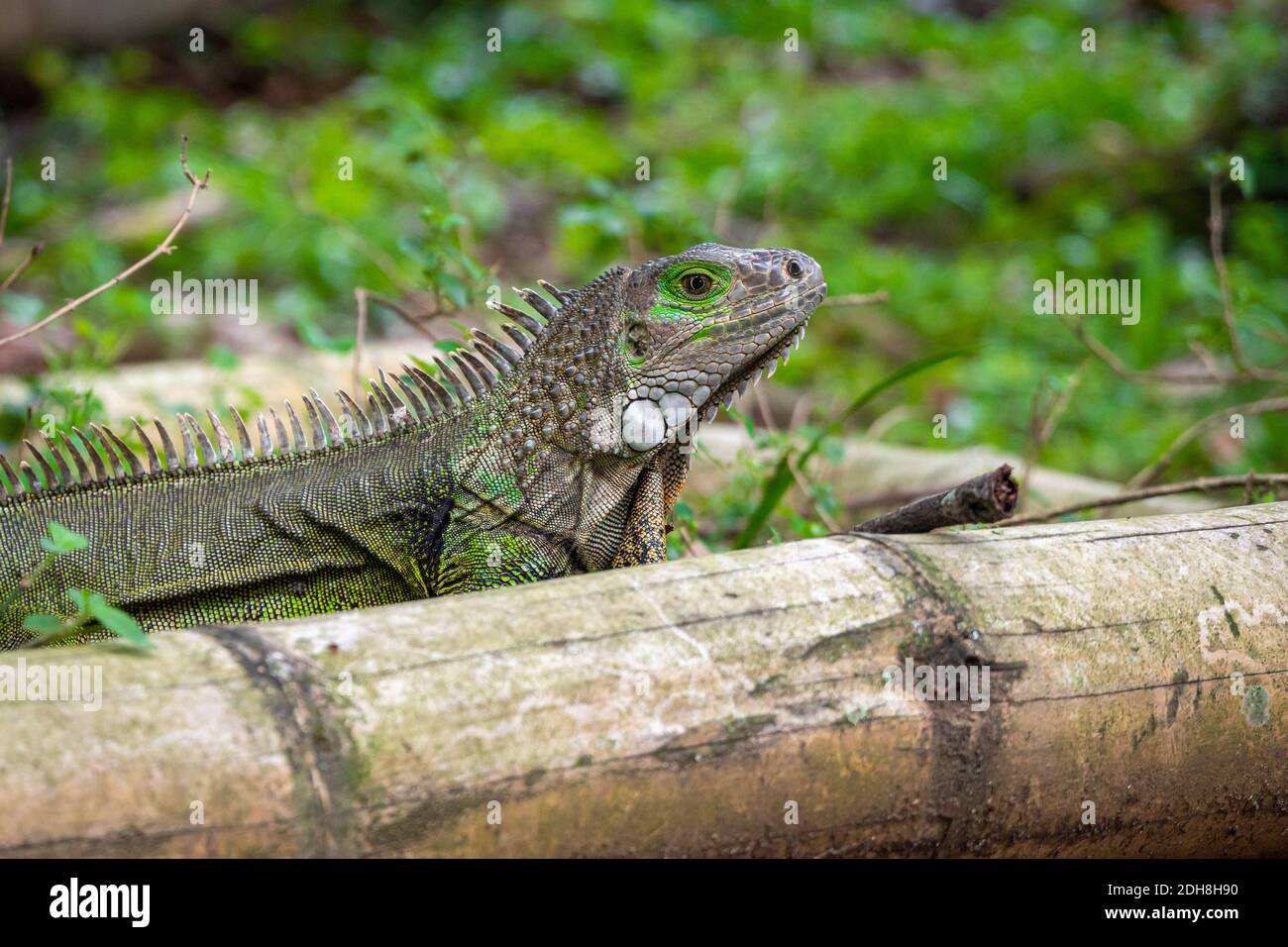 Green Iguana (Iguana Iguana) Large Herbivorous Lizard Standing on the ...