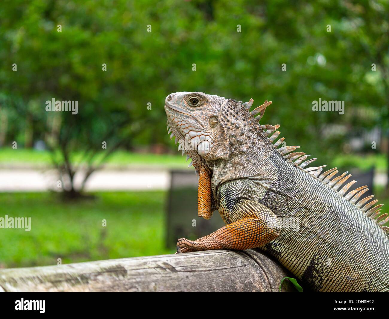 Green Iguana (Iguana Iguana) Large Herbivorous Lizard Standing on the ...