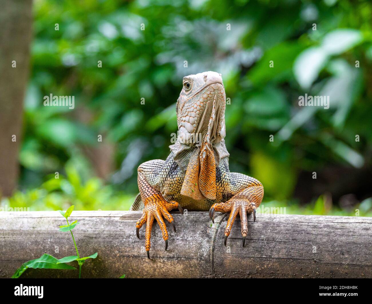 Green Iguana (Iguana Iguana) Large Herbivorous Lizard Standing on the ...