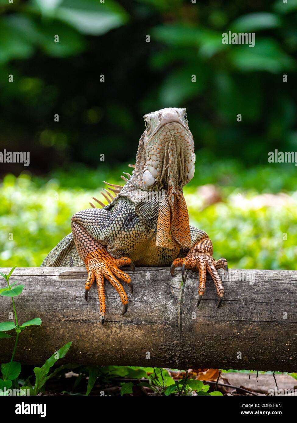 Green Iguana (Iguana Iguana) Large Herbivorous Lizard Standing on the ...