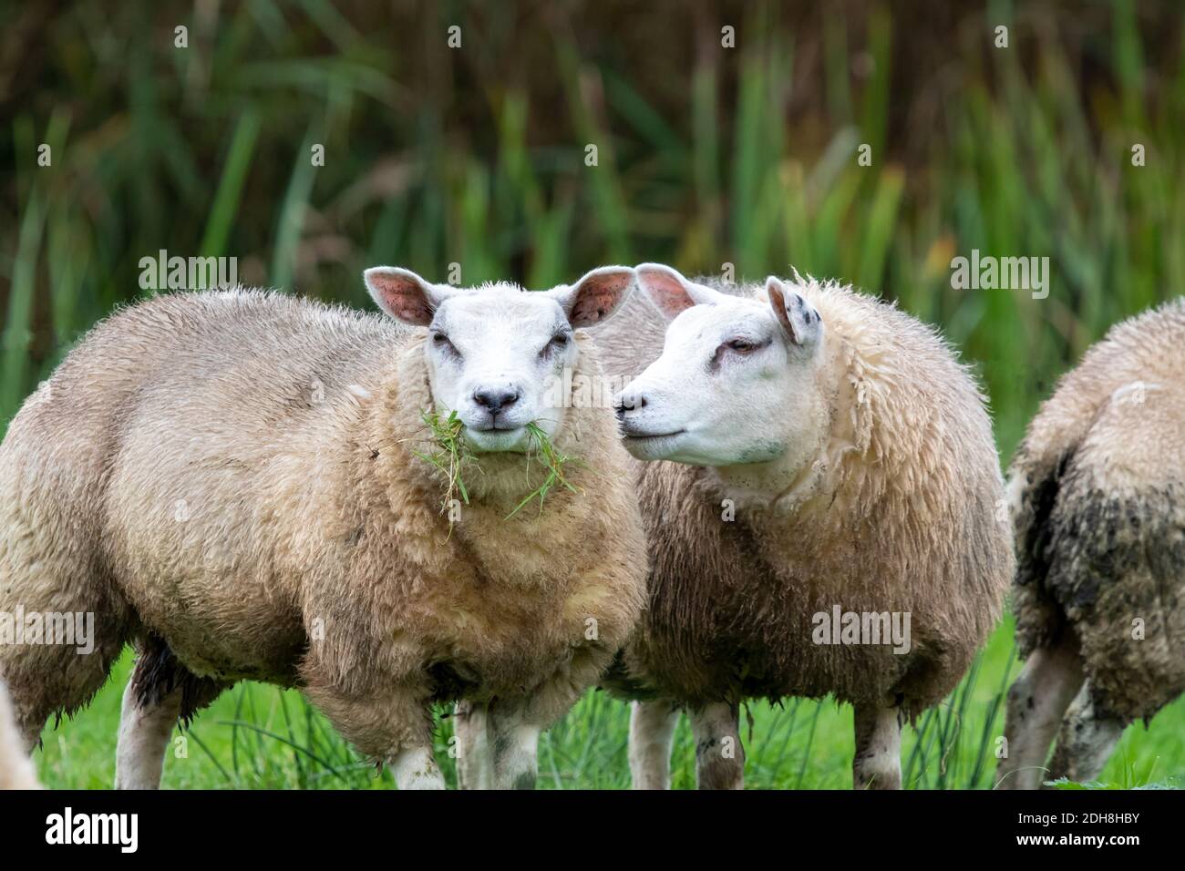 Sheep from Holland Stock Photo - Alamy