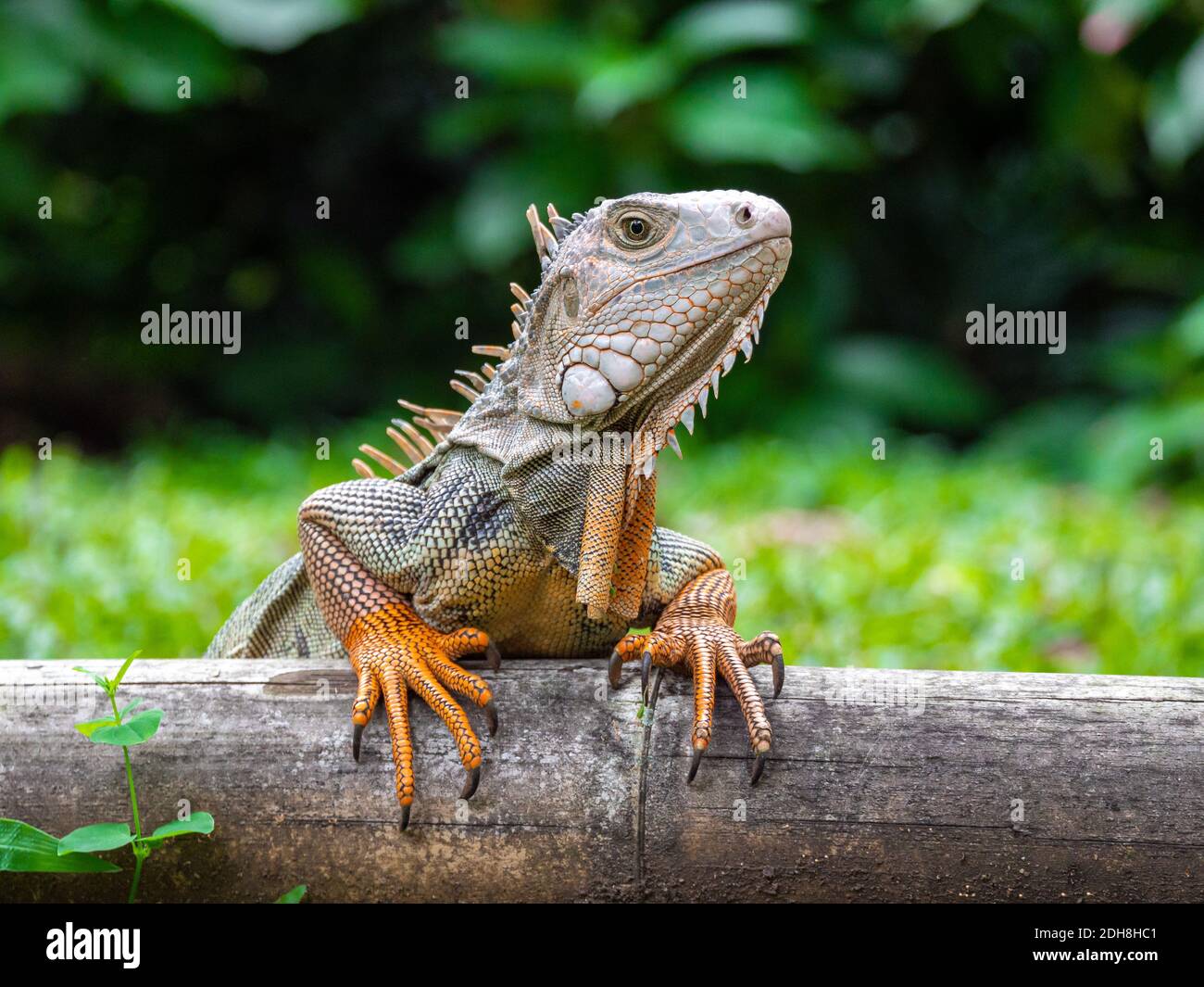 Green Iguana (Iguana Iguana) Large Herbivorous Lizard Standing on the ...
