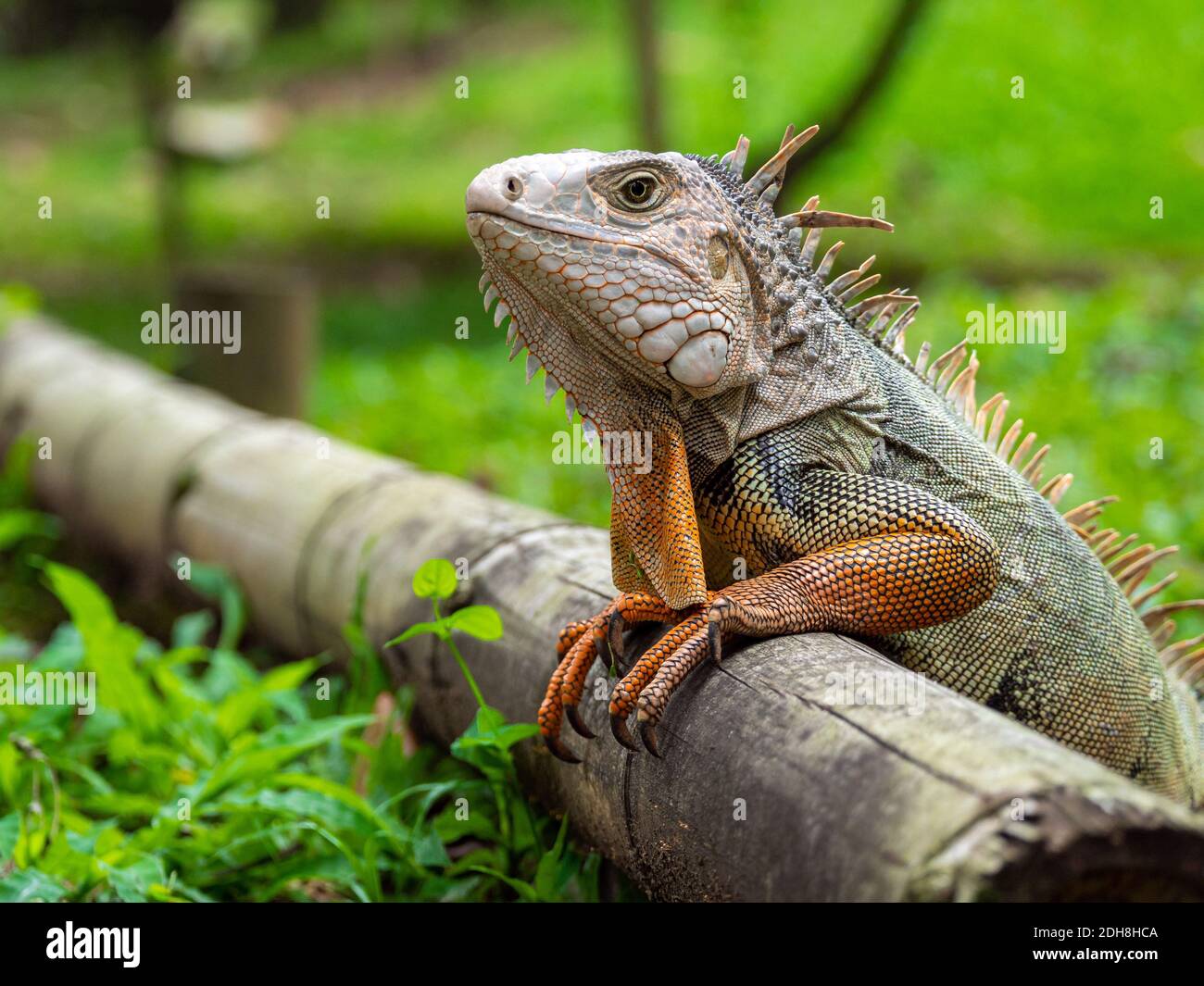 Green Iguana (Iguana Iguana) Large Herbivorous Lizard Standing on the ...