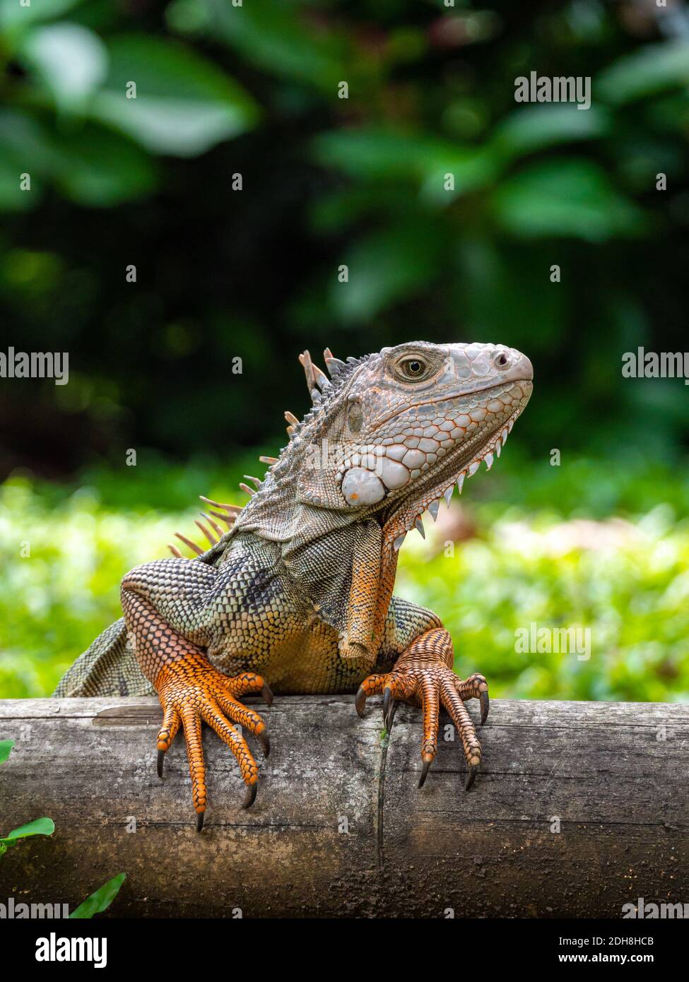 Green Iguana (Iguana Iguana) Large Herbivorous Lizard Standing on the ...