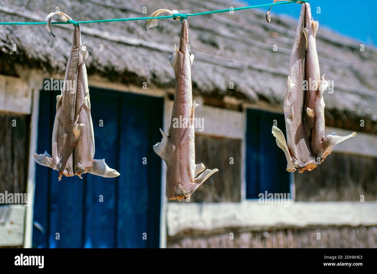 Smooth Hound Shark High Resolution Stock Photography and Images - Alamy