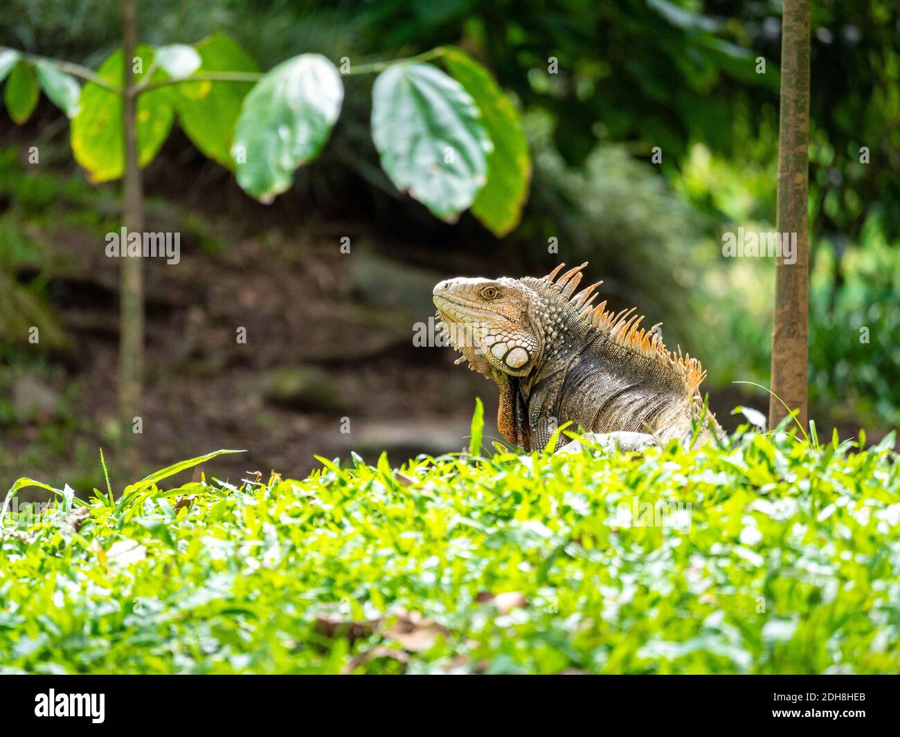 Green Iguana (Iguana Iguana) Large Herbivorous Lizard Staring on the ...