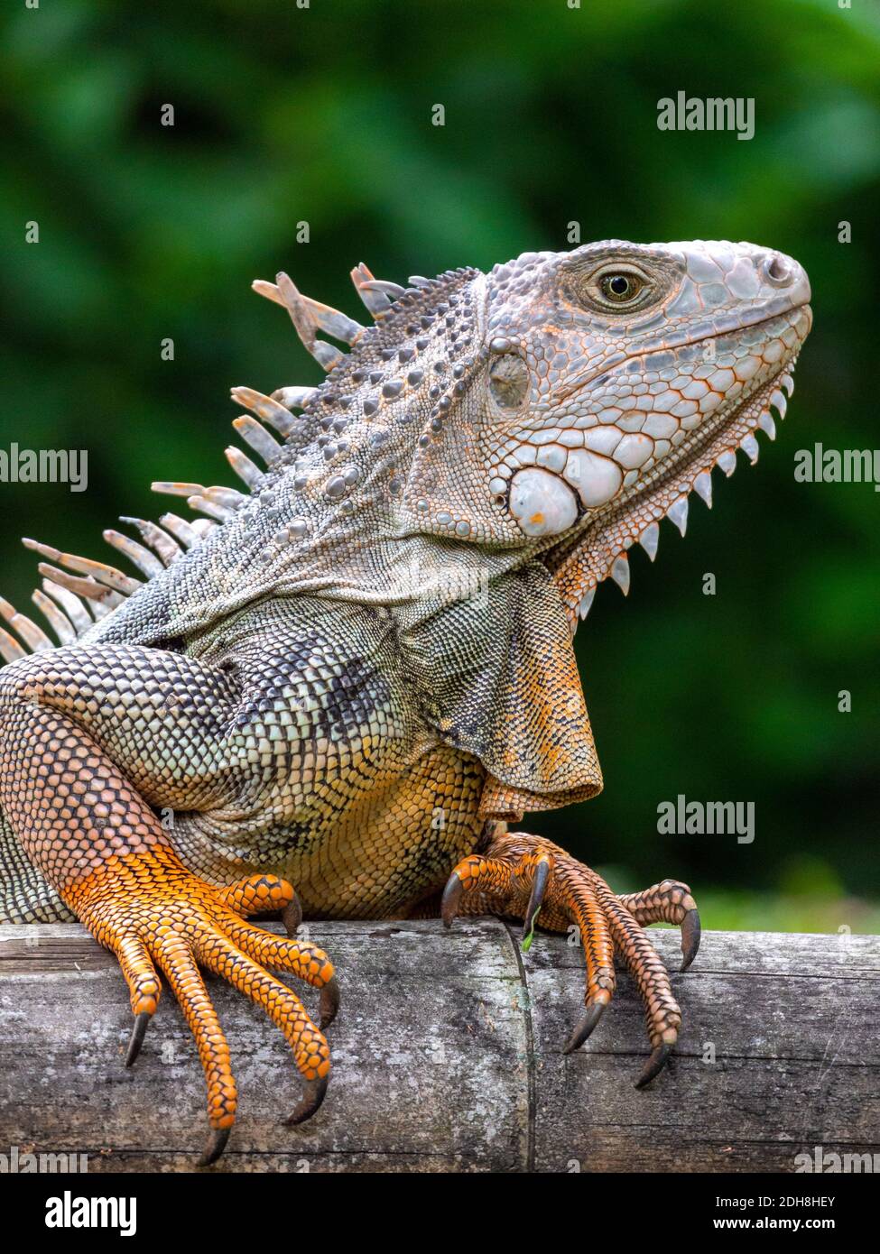 Green Iguana (Iguana Iguana) Large Herbivorous Lizard Standing on the ...