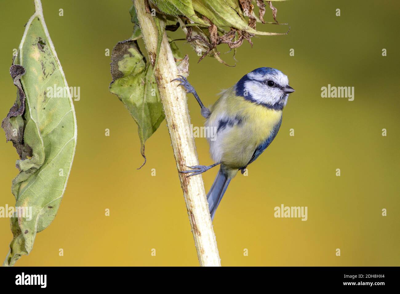 Cyanistes hi-res stock photography and images - Alamy