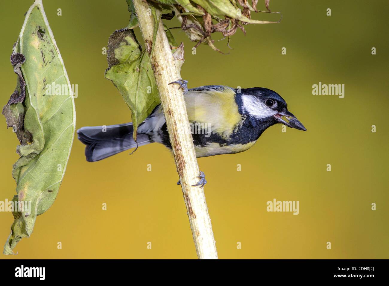 Parus major hi-res stock photography and images - Alamy