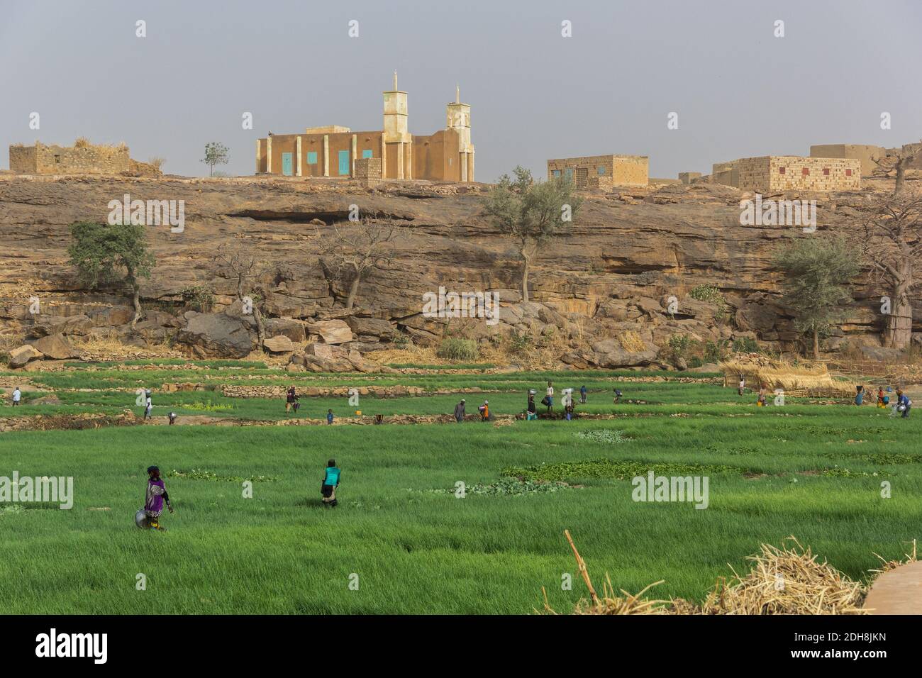 Mali crops hi-res stock photography and images - Alamy