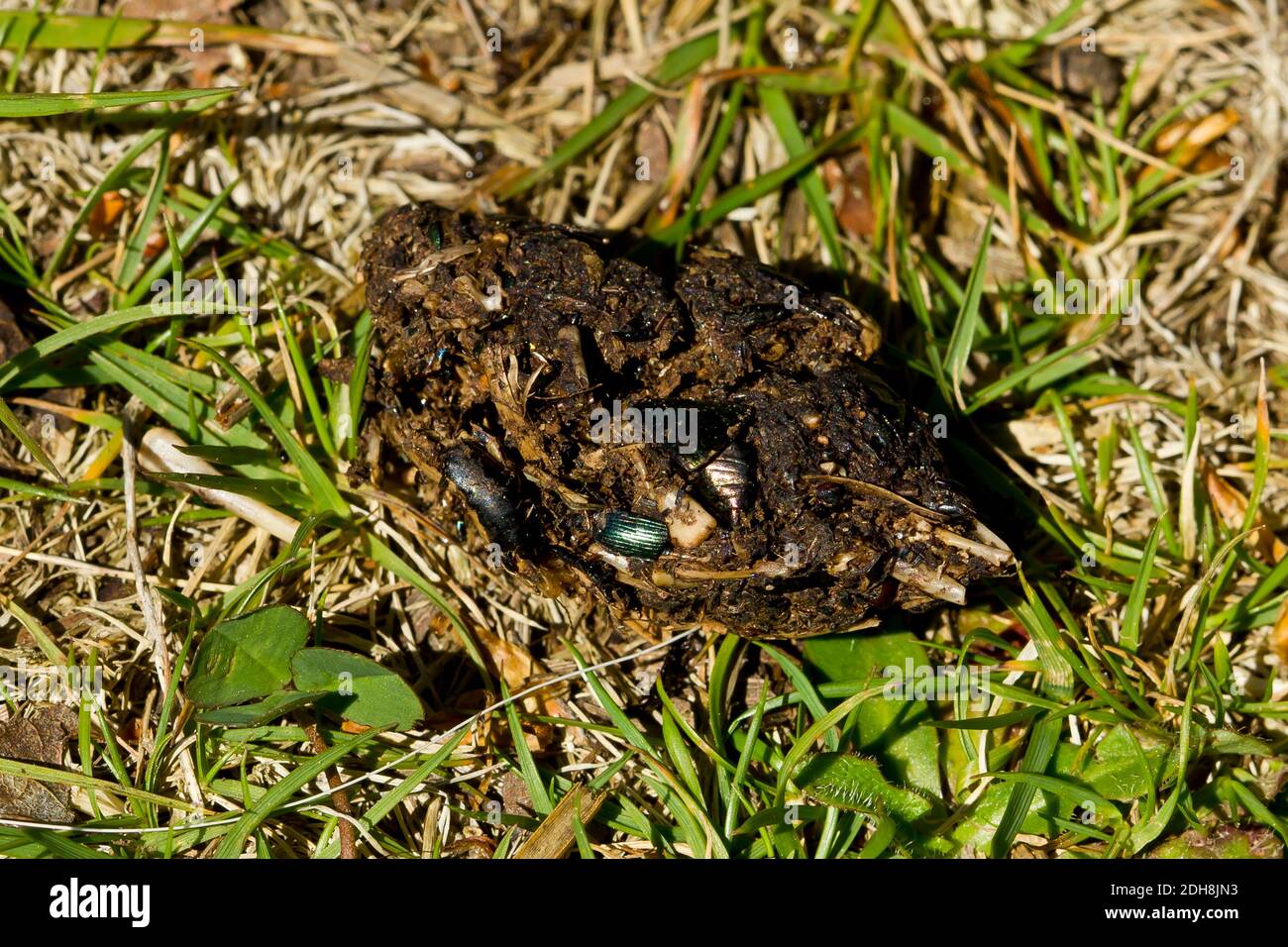 A top view of red fox excrement on the ground Stock Photo - Alamy