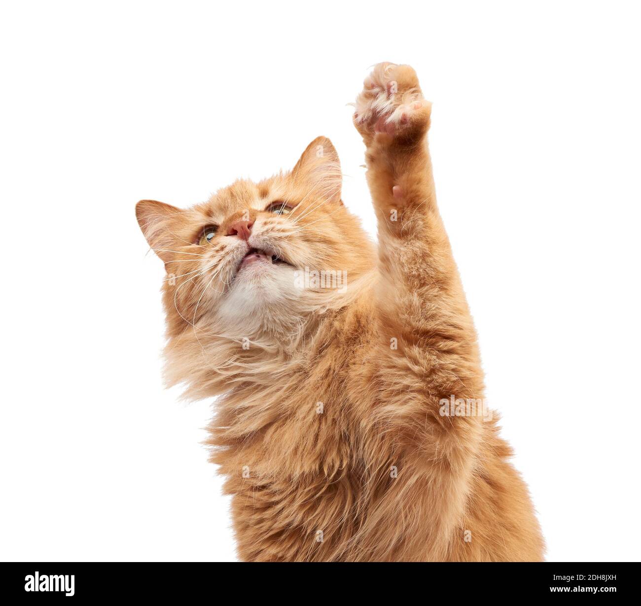 Cat raised paws hi-res stock photography and images - Alamy