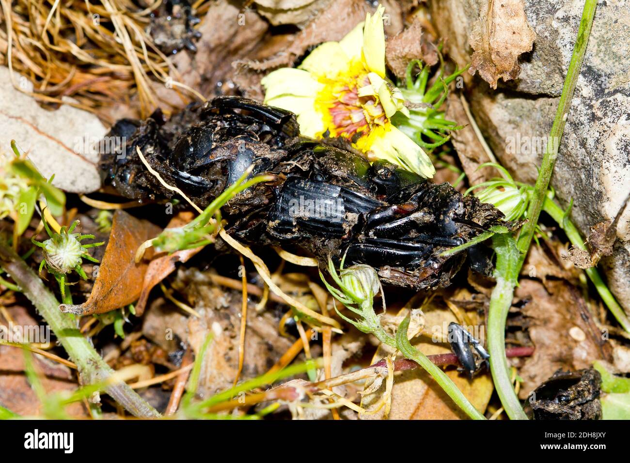 A top view of red fox excrement on the ground Stock Photo - Alamy