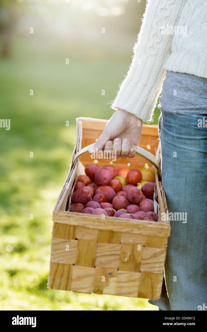 Peach Groves High Resolution Stock Photography and Images - Alamy