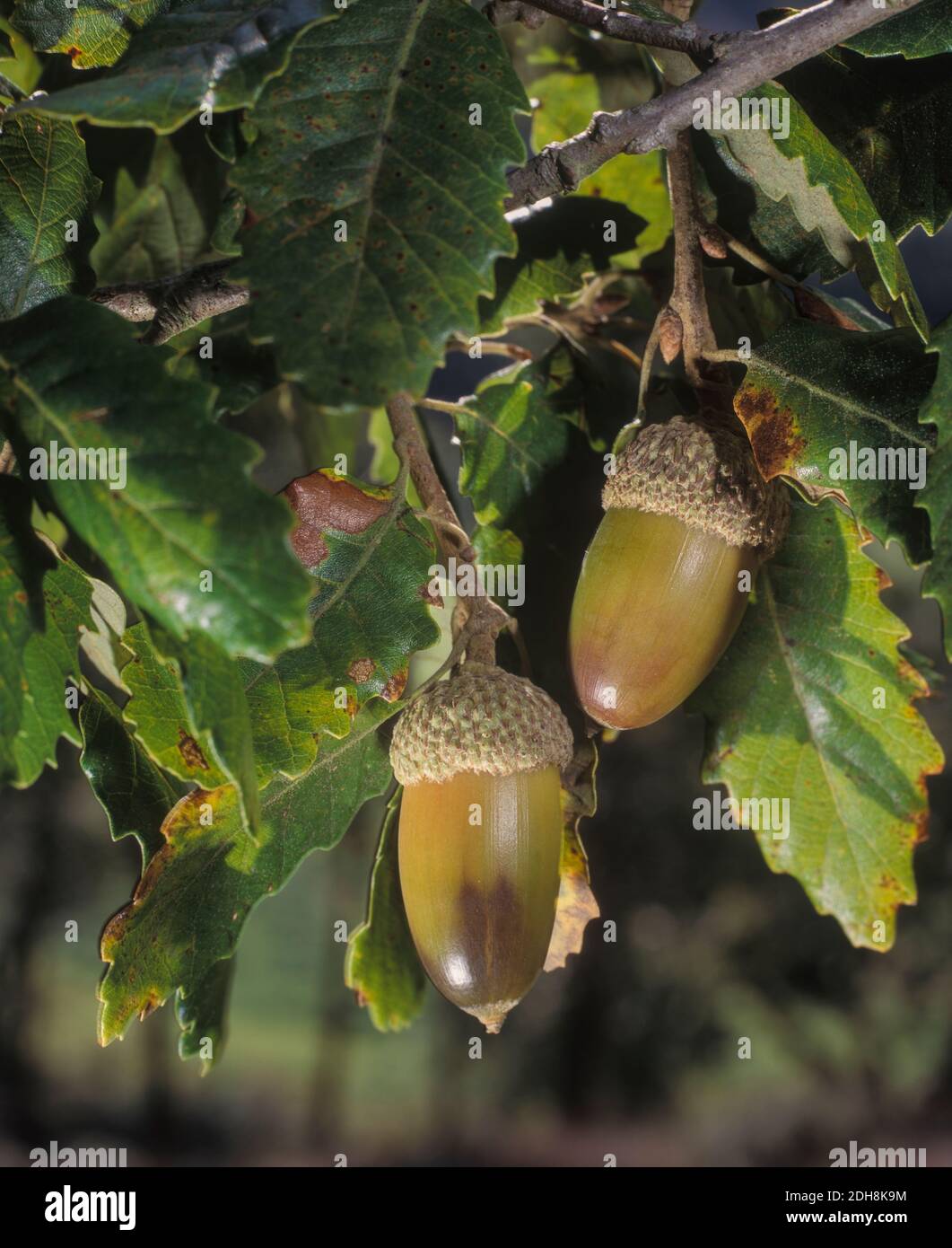 Oak Acorn Trees High Resolution Stock Photography and Images - Alamy