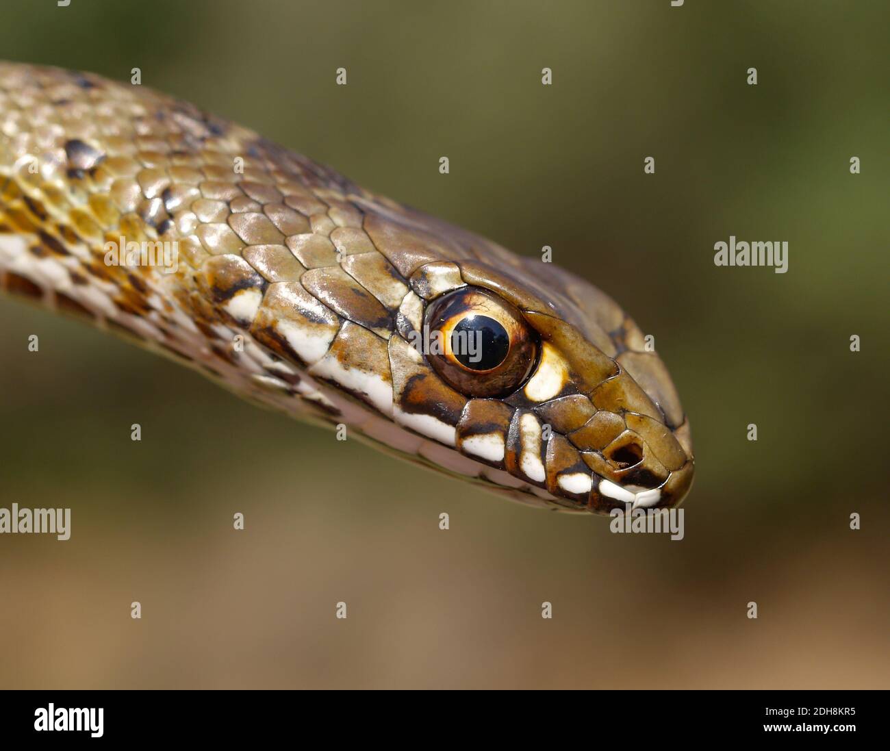 Montpellier snake malpolon monspessulanus spain hi-res stock ...