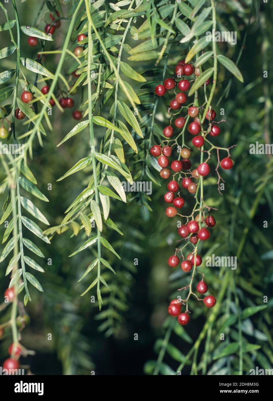 False Pepper Tree High Resolution Stock Photography and Images - Alamy