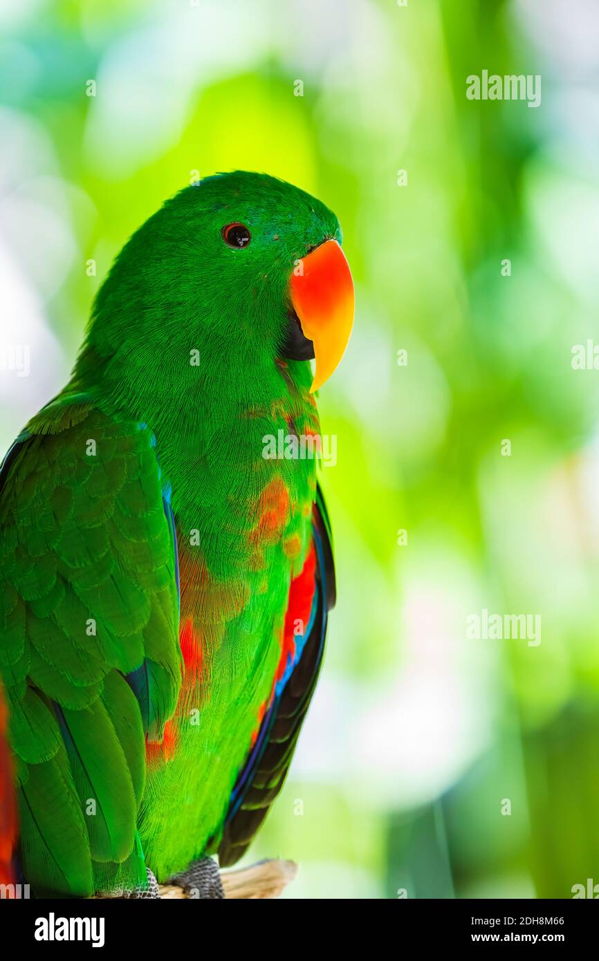 Parrot in Bali Island Indonesia Stock Photo - Alamy