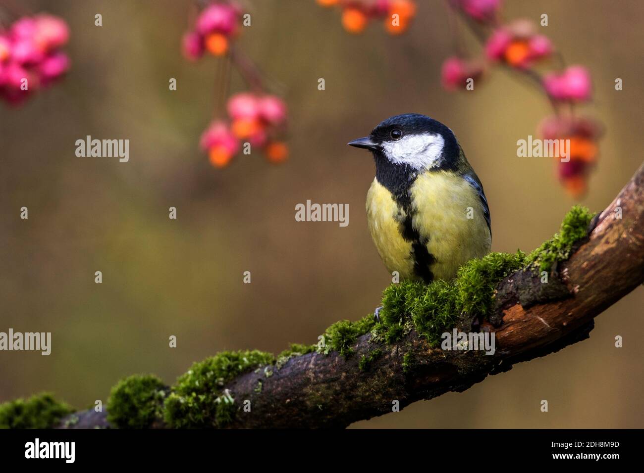 Adult parus major hi-res stock photography and images - Alamy