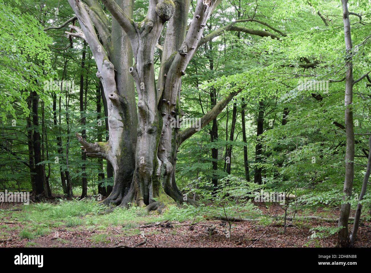 Sababurg Castle High Resolution Stock Photography and Images - Alamy