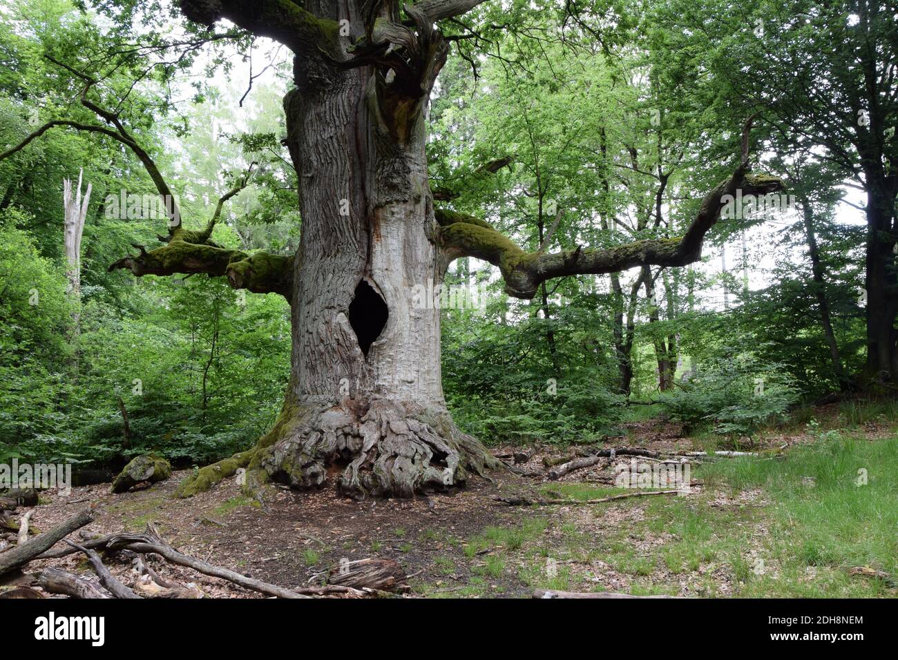 Jungle at the Sababurg Castle Stock Photo - Alamy