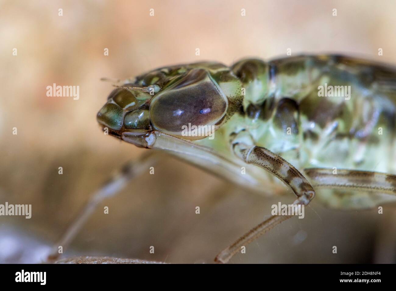 Grosslibellenlarve hi-res stock photography and images - Alamy