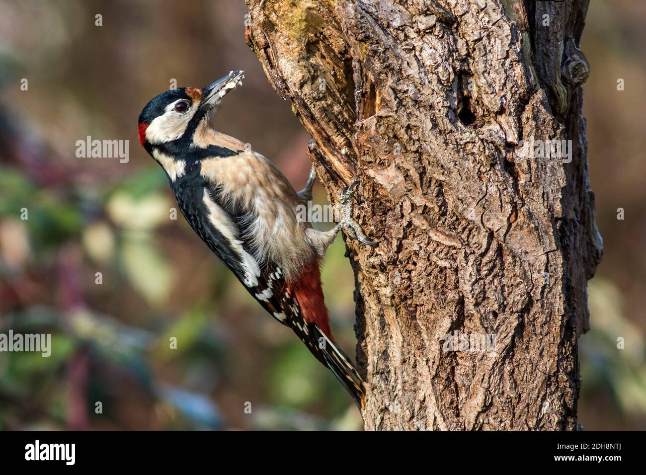 Buntspechte hi-res stock photography and images - Alamy
