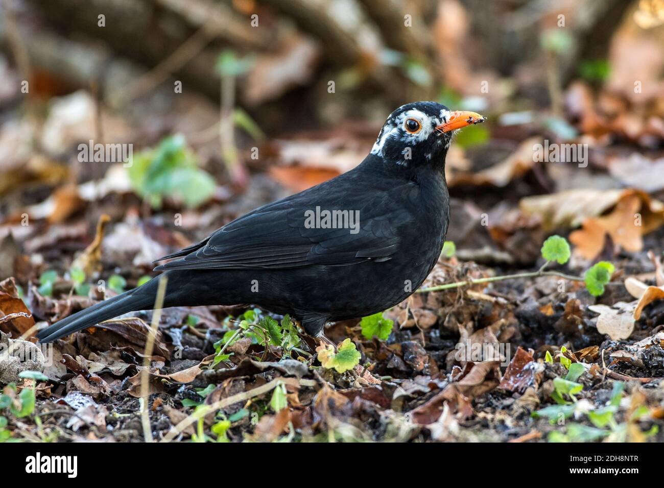 Albinismus tiere hi-res stock photography and images - Alamy