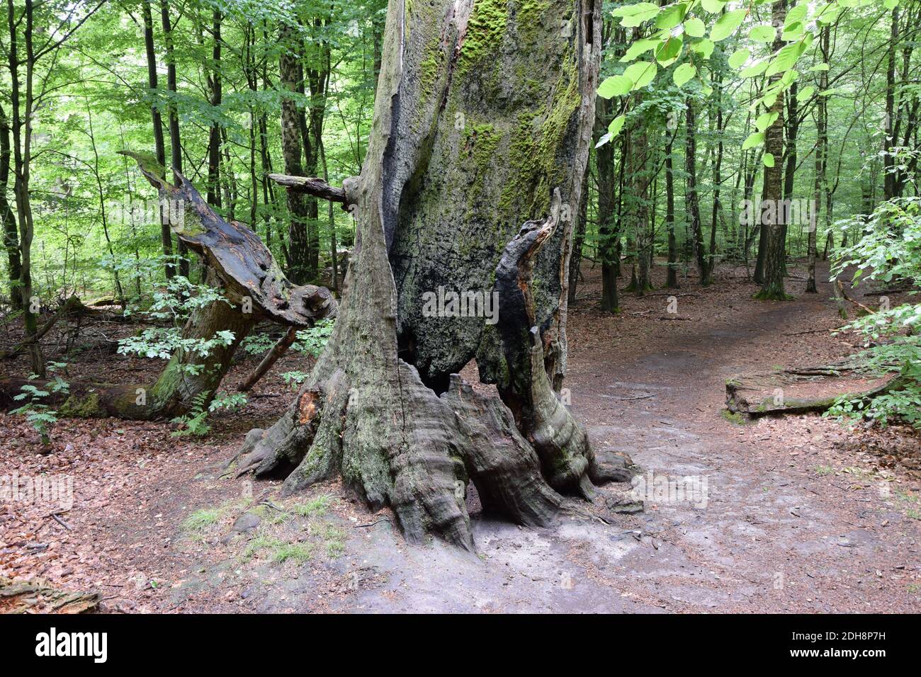 Jungle at the Sababurg Castle Stock Photo - Alamy