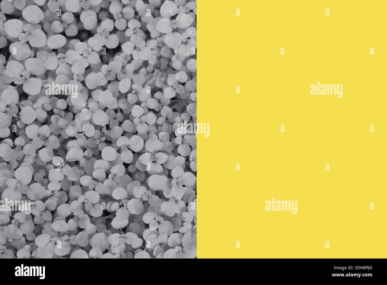 Abstract background with many tiny grey leaves. Grey leaf texture ...