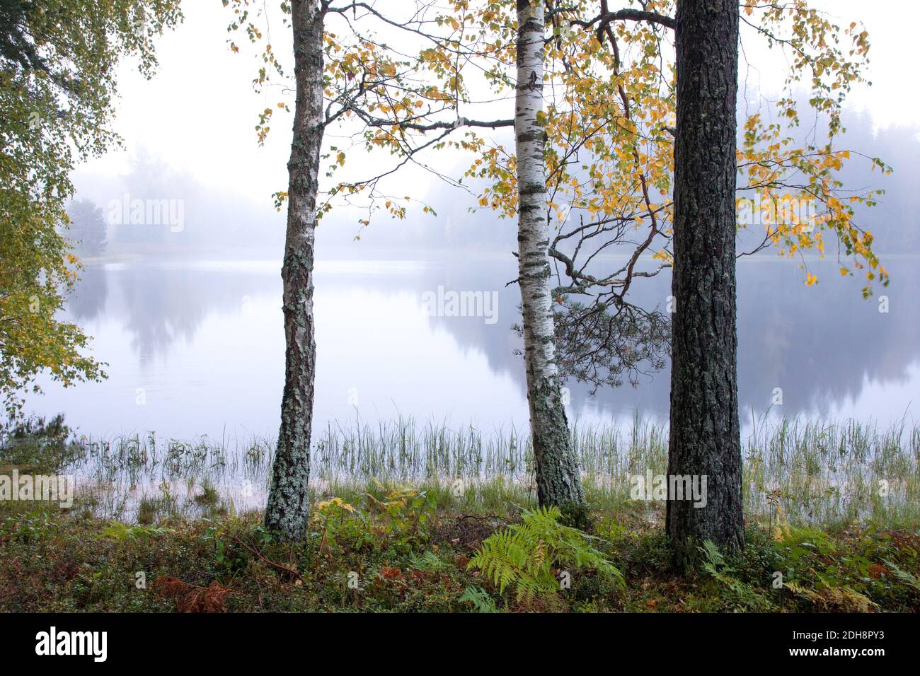 Beautiful tranquil mist clad natural lake surrounded by autumn colored ...