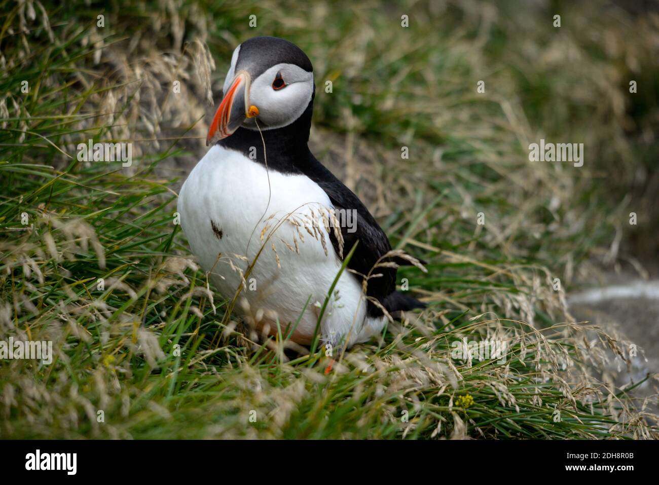 The Atlantic puffin, also known as the common puffin Stock Photo - Alamy