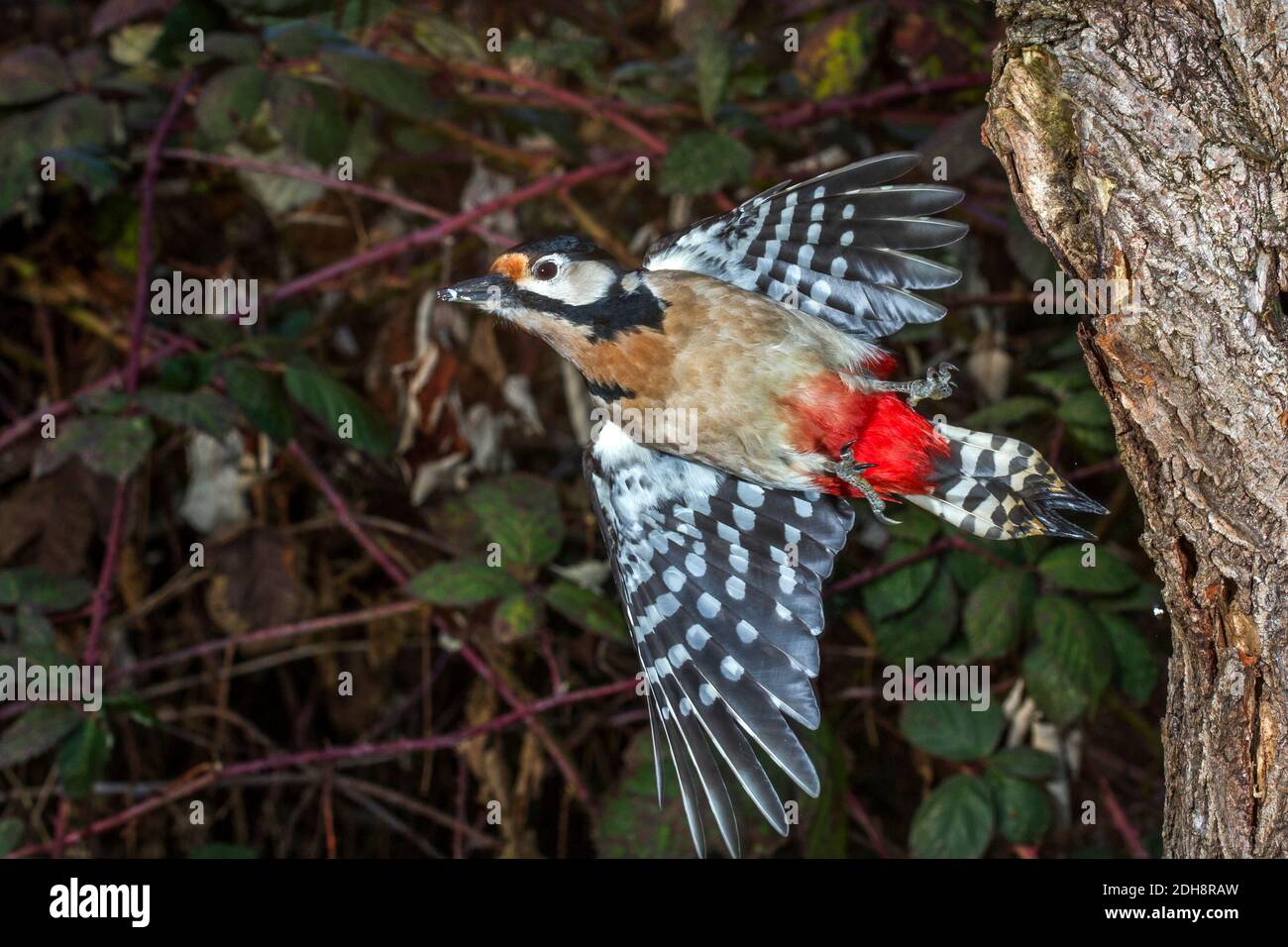 Buntspecht (Dendrocopos major) Weibchen Stock Photo - Alamy