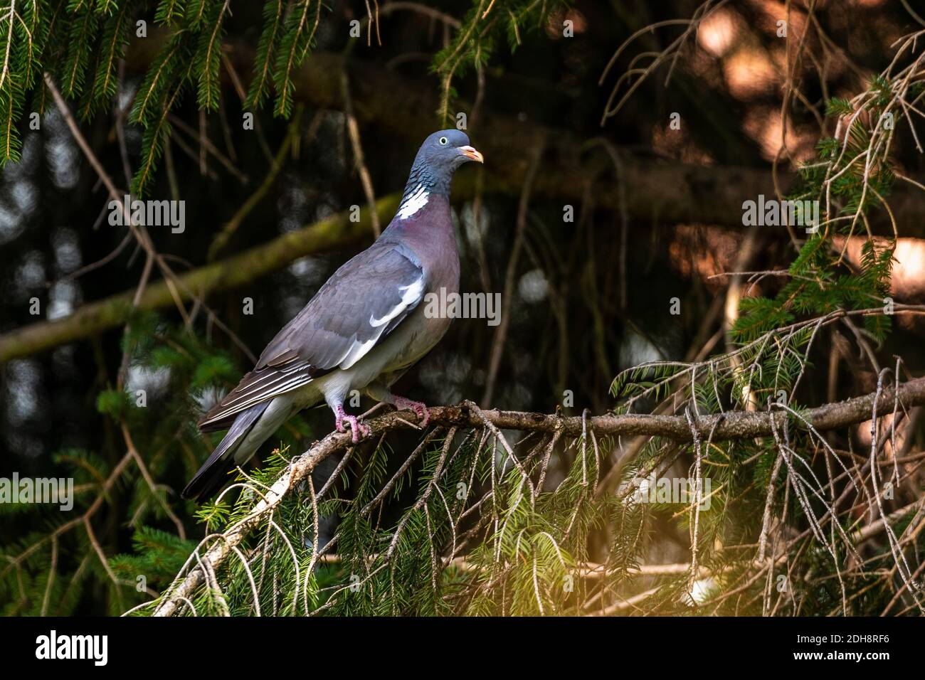 Ringeltauben hi-res stock photography and images - Alamy