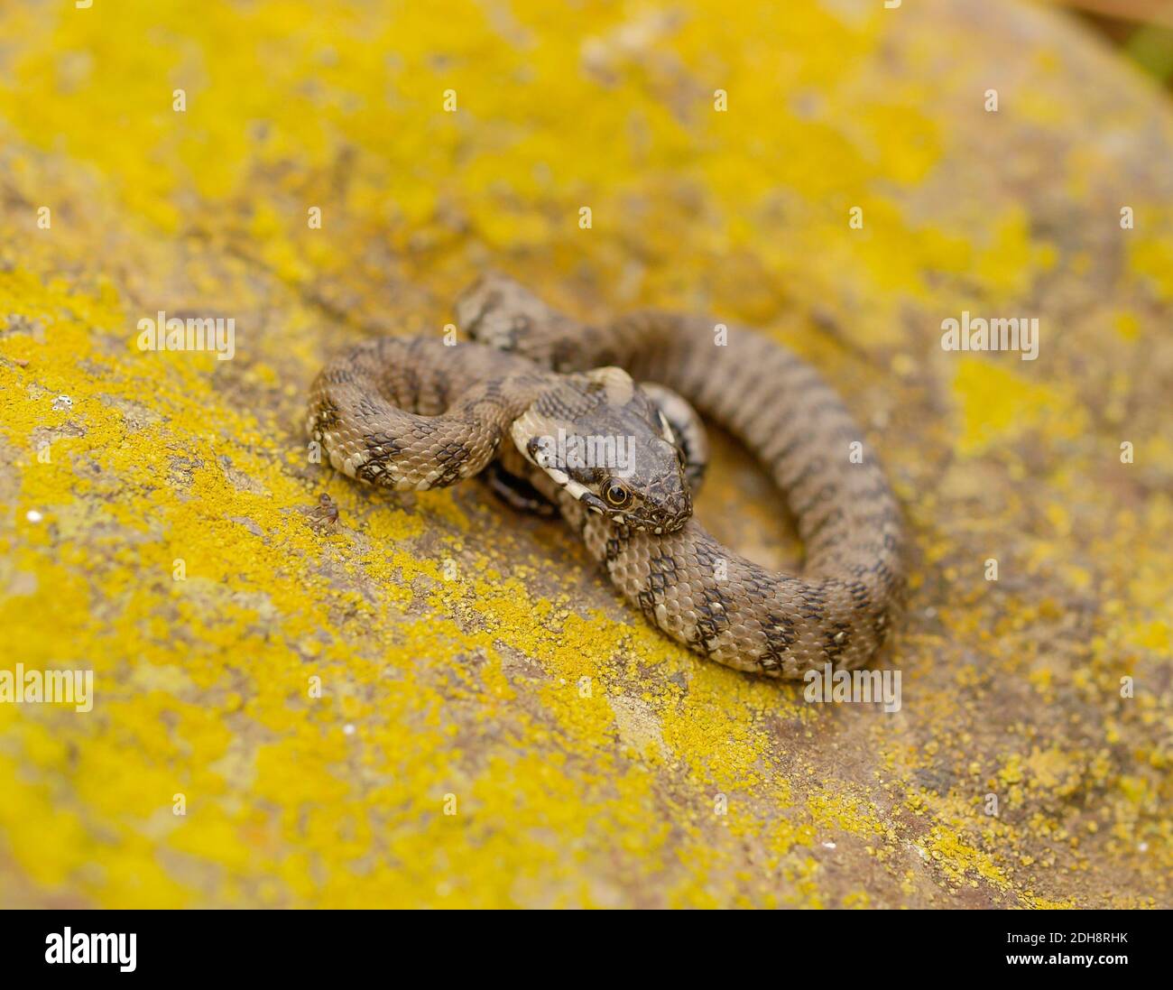 viperine snake, Natrix maura in spain Stock Photo - Alamy