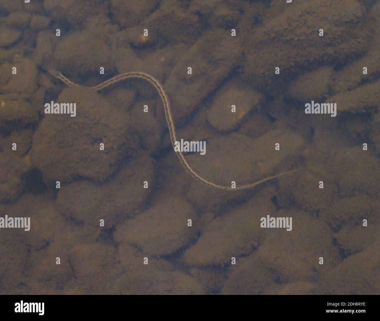 viperine snake, Natrix maura in spain Stock Photo - Alamy