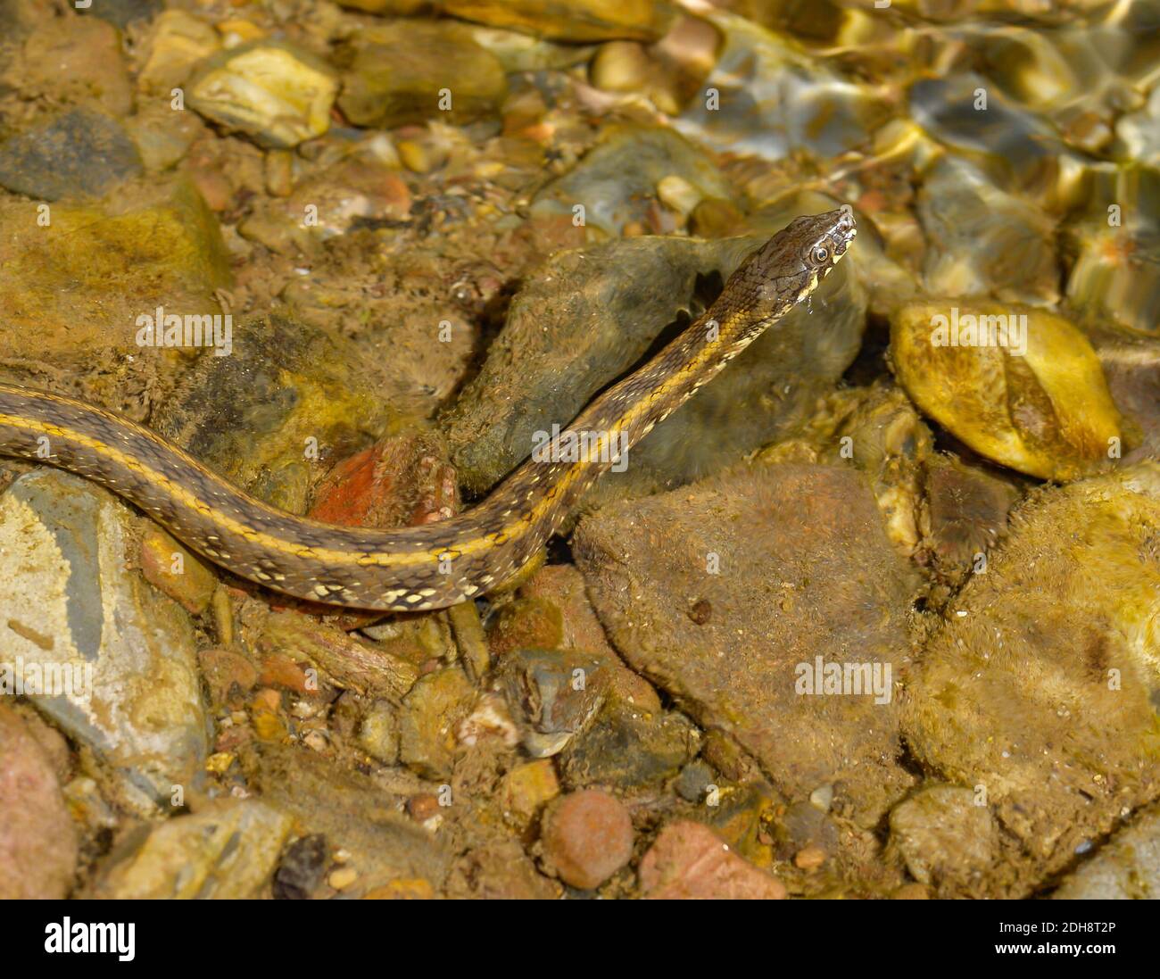 viperine snake, Natrix maura in spain Stock Photo - Alamy