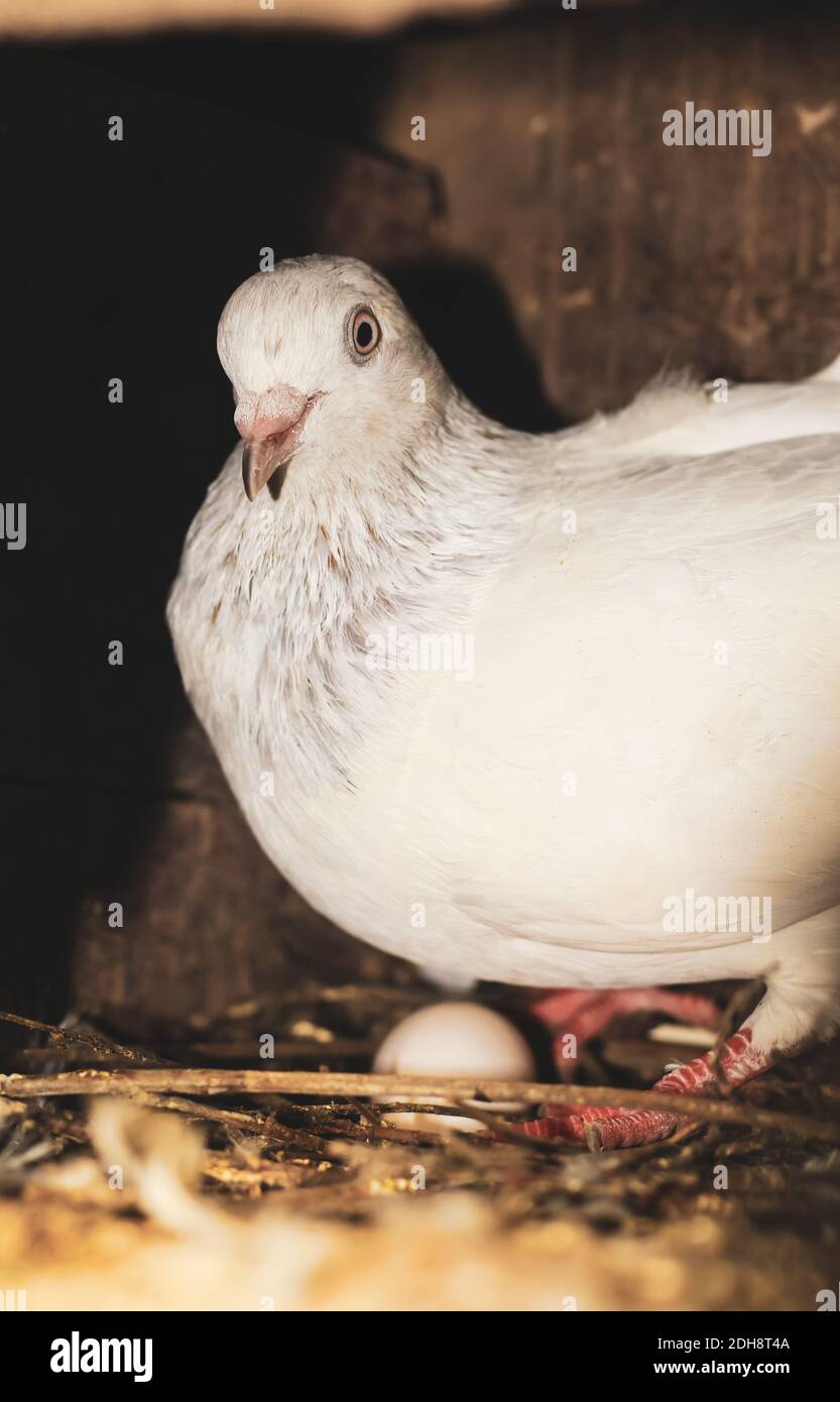 Hatching eggs. Pigeon hatching eggs in the nest. Pigeon with little egg ...