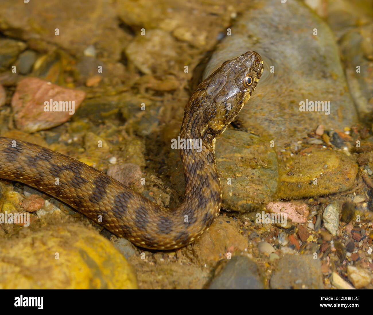 viperine snake, Natrix maura in spain Stock Photo - Alamy