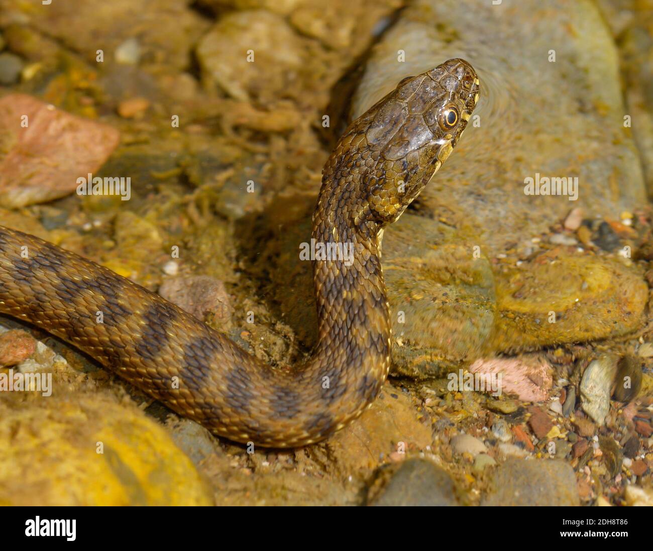 viperine snake, Natrix maura in spain Stock Photo - Alamy
