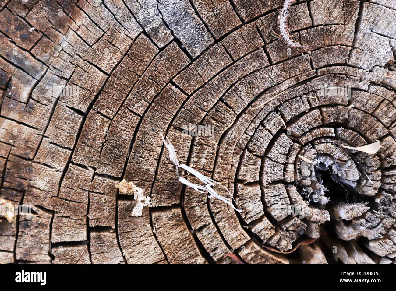 Tree ring abstract background textured. Natural organic texture with ...