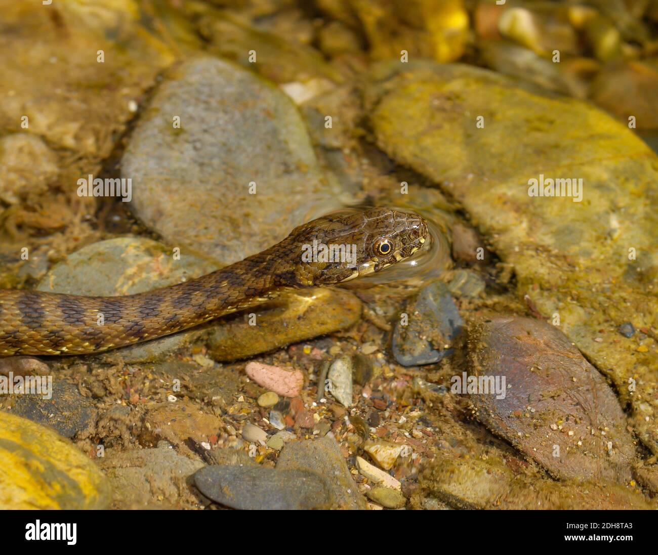 viperine snake, Natrix maura in spain Stock Photo - Alamy