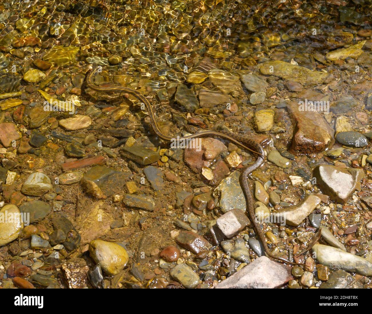 viperine snake, Natrix maura in spain Stock Photo - Alamy