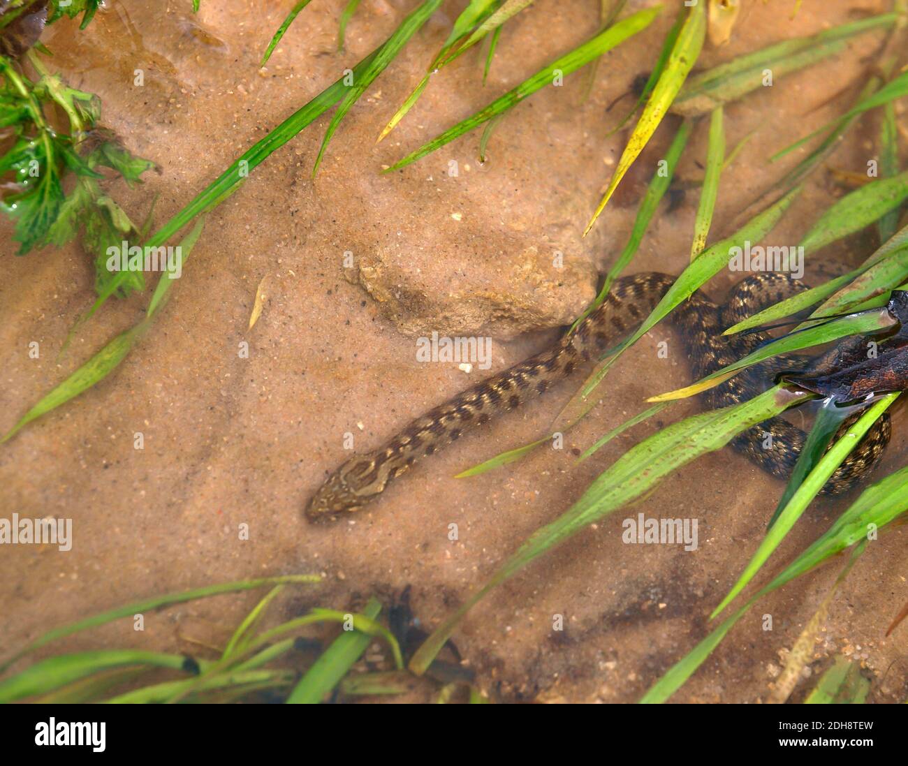 viperine snake, Natrix maura in spain Stock Photo - Alamy
