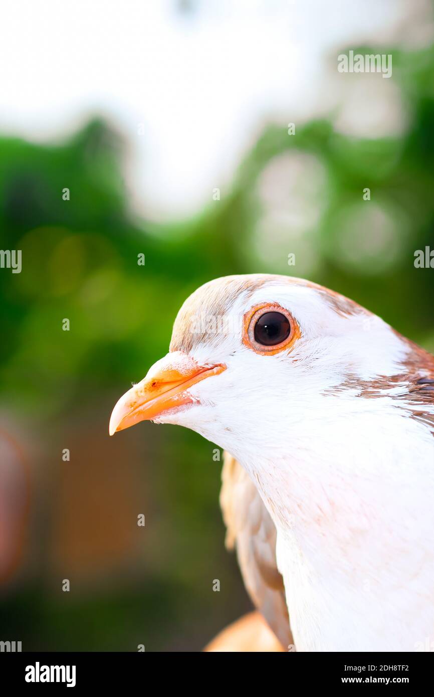 Pigeon posing for the photo. Front view of the face of pigeon face to ...