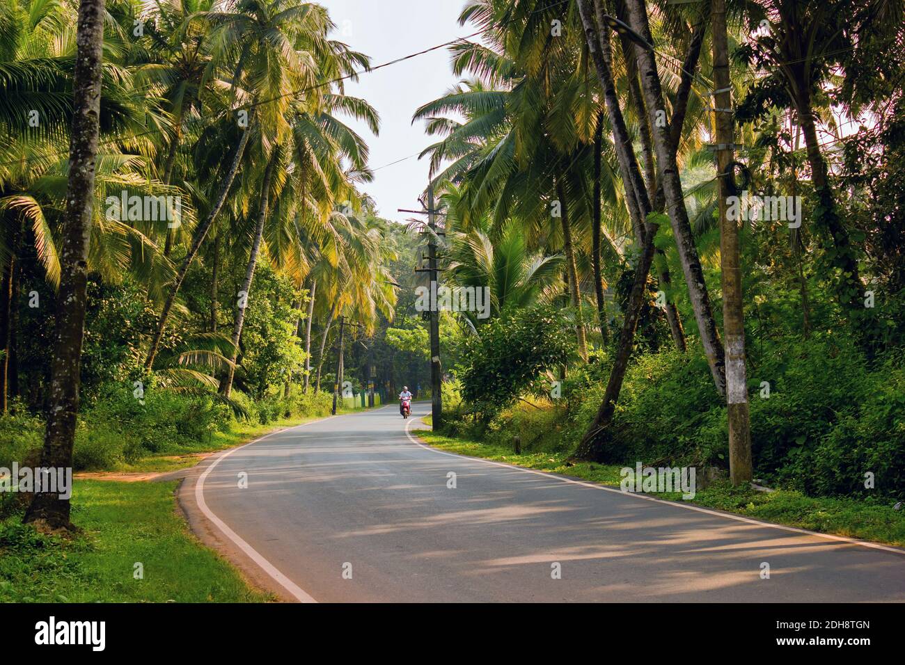 Goa, India: Turning road in a middle of Forest of palm tree. Exotic ...